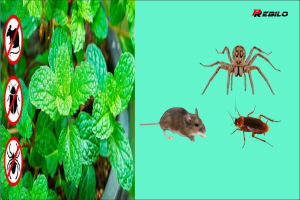 If you have this plant in your home, you will never see mice, spiders ...